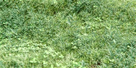 Realistic Grass Blender Market