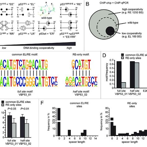 Dna Binding Cooperativity A New Variable In The P53 Based Cell Fate Download Scientific Diagram