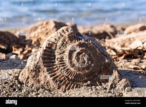 Paleontological Stone Fossil In The Form Of An Ancient Mollusk Shell