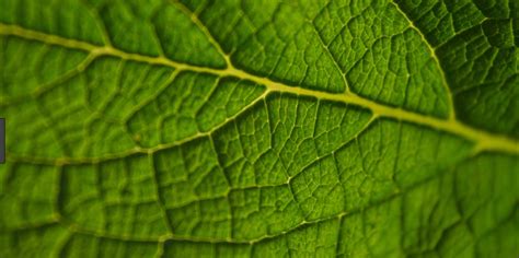 Plants Diagram Quizlet