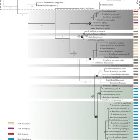 Strict Consensus Tree Inferred From Bayesian Analysis Of The Its