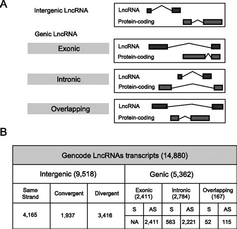 The GENCODE V7 Catalog Of Human Long Noncoding RNAs Analysis Of Their Gene Structure Evolution