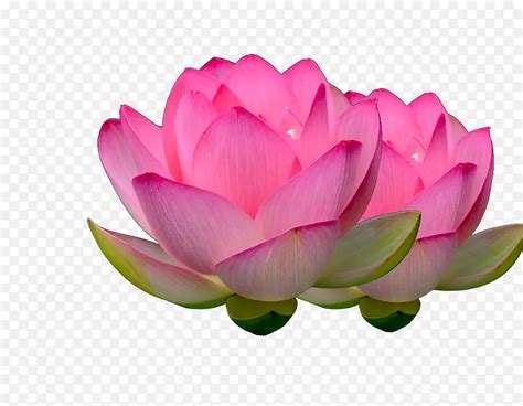 荷花PNG图片素材下载 图片编号qarzjvza 免抠素材网