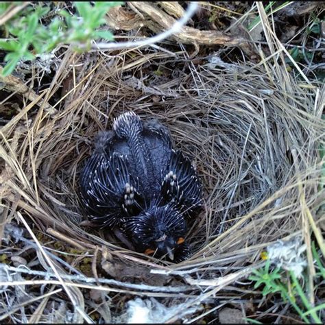 A Tawny Pipit Nest Building B Tawny Pipit Nest With Cuckoo Chick Download Scientific