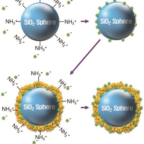 Schematic Representation Of The Sio2 Au Tio2 Au Csn Synthesis Download Scientific Diagram