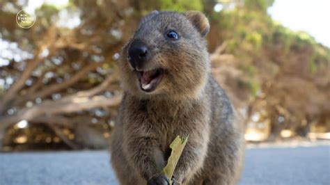 Quokkas Of Australia Natures Smiling Marsupials Tiktok