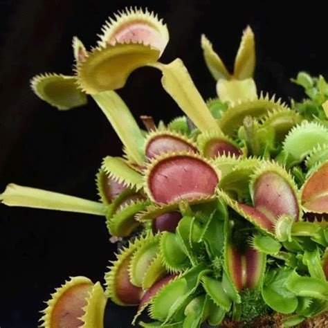 Buy Venus Flytrap Seeds · Sawtooth Mix For Sale South Africa Cultivo