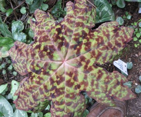 Plants That Begin With P