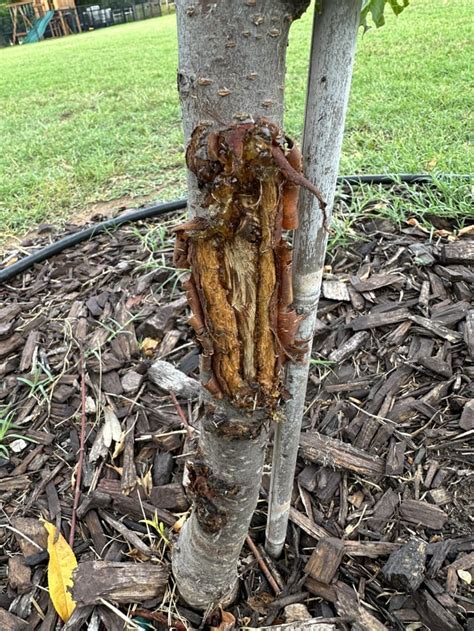 Whats Wrong With My Peach Tree Rarborists