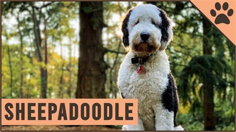 Old English Sheepdog Poodle Mix Cocker Spanielold English