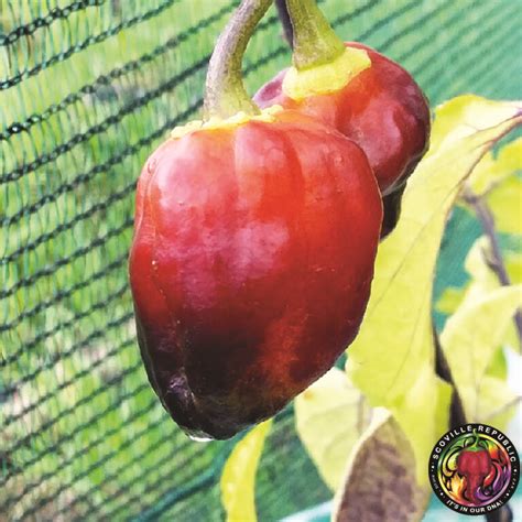 Bolivian Bumpy Chilli Seeds Scoville Republic