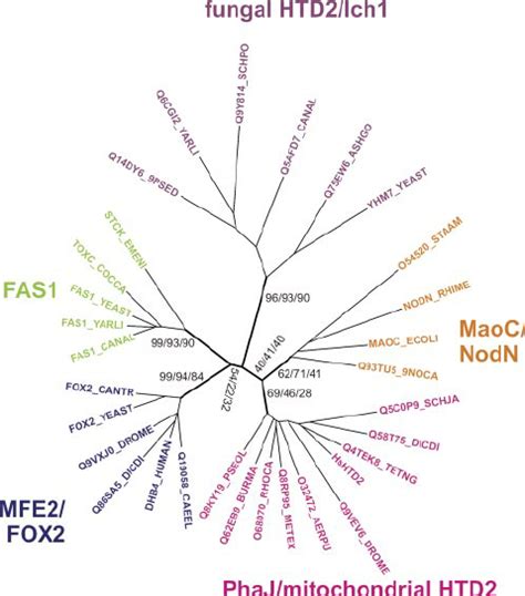 Multiple Tissue Northern Blot For Rpp14 And Mitochondrial Download