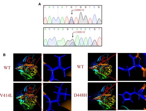 Sequencing Chromatogram And Bioinformatics Analysis A Sanger