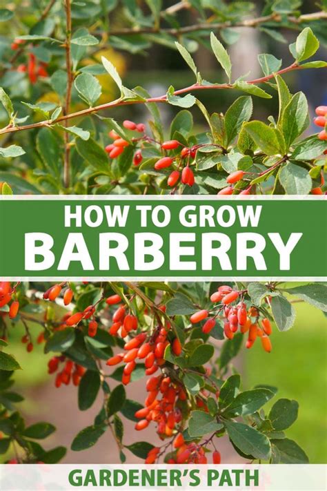 How To Grow And Care For Barberry Bushes Gardeners Path