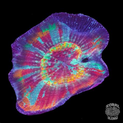 Rainbow Australomussa Scolymia Vitensis Koral King