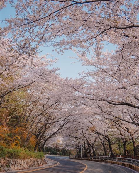 부산 벚꽃 드라이브 명소 해운대 달맞이 길 네이버 블로그