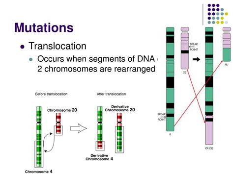 Ppt Genetics Powerpoint Presentation Free Download Id 560031