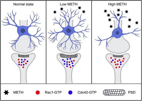 Frontiers Low And High Dose Methamphetamine Differentially Regulate Synaptic Structural