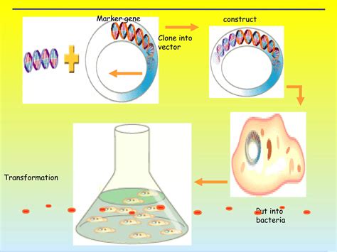Gene Transfer Techniques Ppt