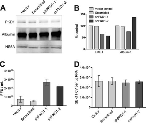Pkd1 Depletion Promotes Hcv Secretion Huh751 Cells Were Transfected
