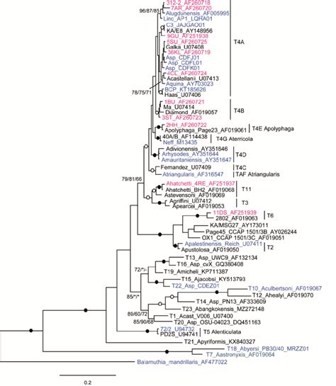 Molecular Phylogeny Of Acanthamoeba Based On Complete 18s Rdna Strains Download Scientific