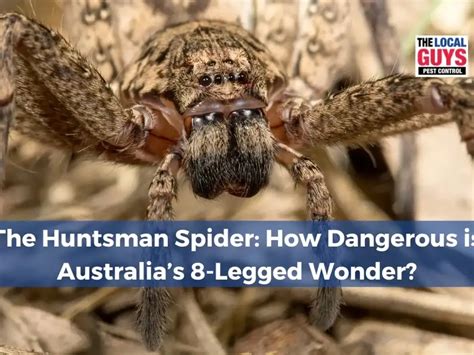 Giant Huntsman Spider Bite Mark
