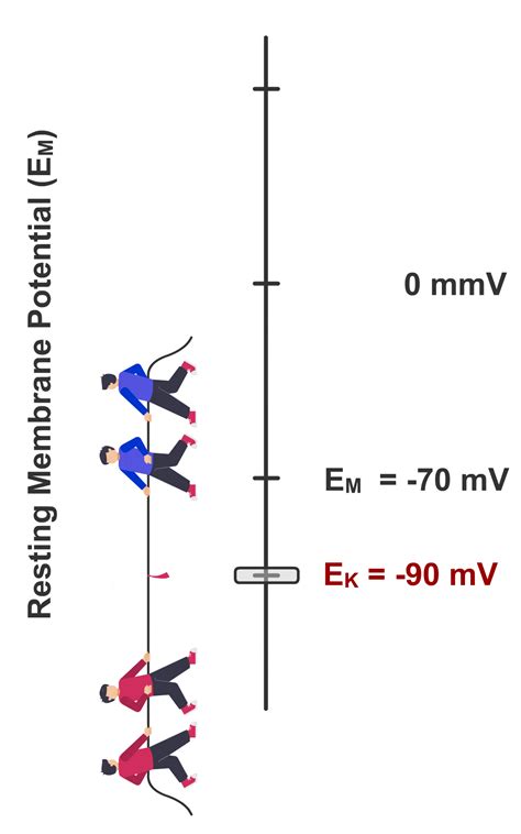 Resting Membrane Potential Simulation 2 Human Bio Media
