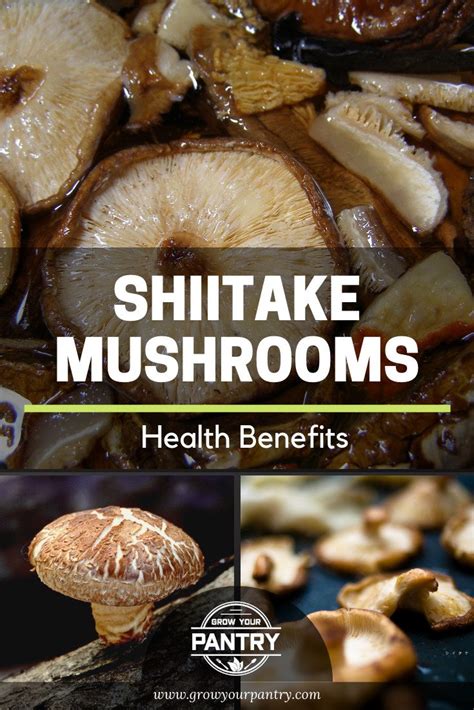Shiitake Mushroom Health Benefits At Aidan Penton Blog
