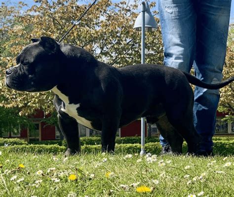 Pitbull Gotti Razor Edge