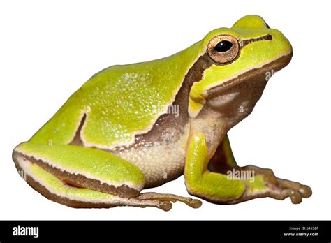 Common Tree Frog Against A White Background Rendered Stock Photo Alamy