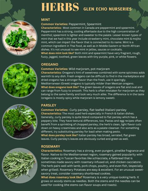 All About Herbs And How To Store Your Harvest Glen Echo Nurseries