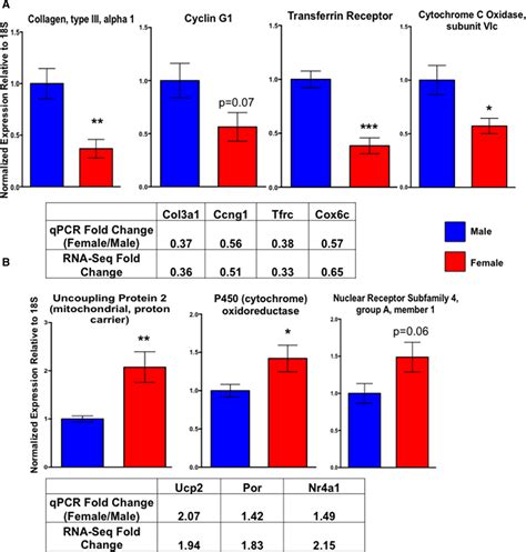 Transcriptome And Functional Profile Of Cardiac Myocytes Is Influenced