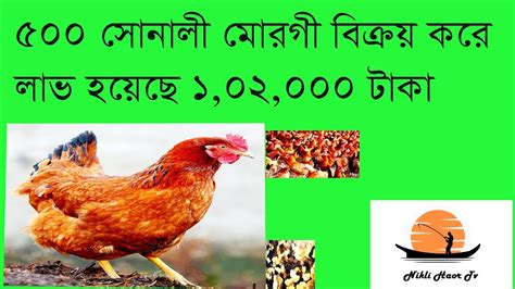 500 সোনালী মুরগী পালনে কত টাকা খরচ কত টাকা লাভ A To Z হিসাব Youtube