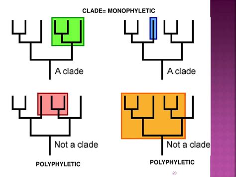 Ppt Evolution And Systematics Powerpoint Presentation Free Download