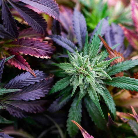 Weed Strain Dataset Kaggle