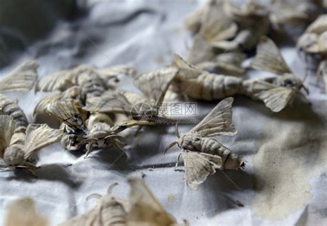 养蚕工厂高清图片下载 正版图片306850191 摄图网