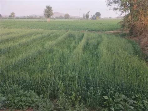 Beej For Germination At ₹ 60 Kg In Sabarkantha Id 2853587498488