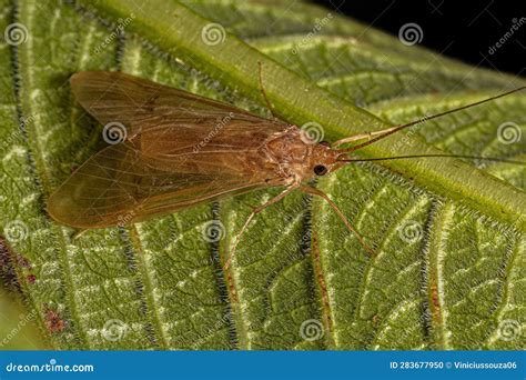 Caddisfly Mating Habits At Jenenge Blog