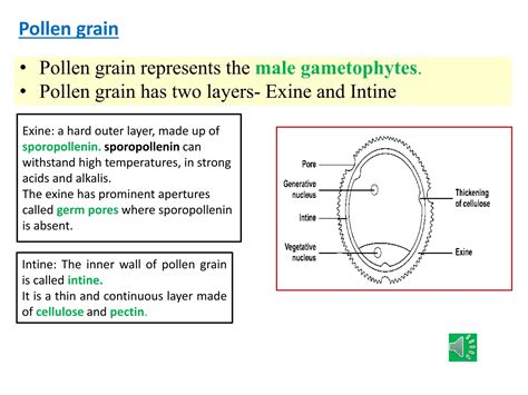 Microsporogenesis Ppt Rku Ppt With Audio Ppt Free Download