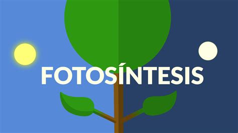 Fases De La Fotosintesis Bourque