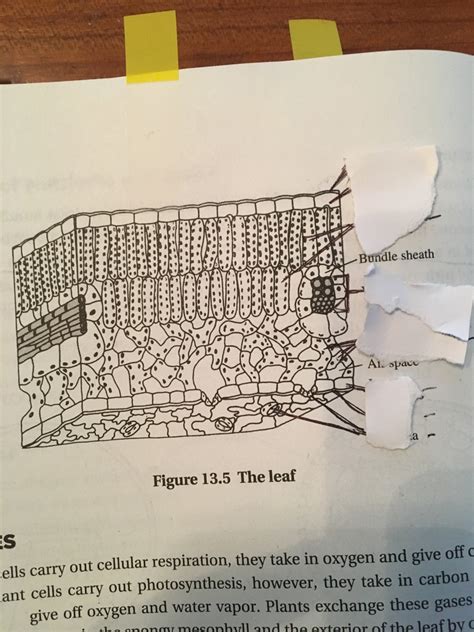 Leaf Diagram Quizlet