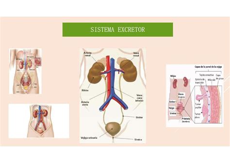 Sistema Excretor Udocz