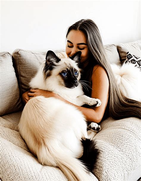 Long Hair Siamese The Alluring Beauty Of This Unique Breed