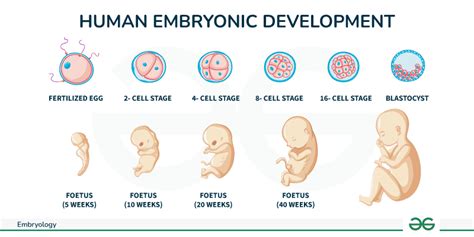 What Is Embryology Geeksforgeeks