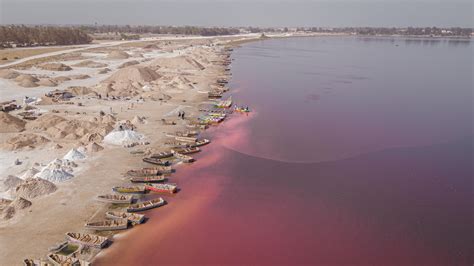 Pink Lake Fish Senegal