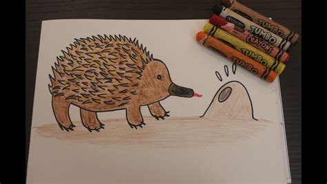 Learn About Echidna Before We Start Drawing Easy Drawing Echidna