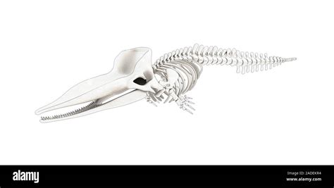 Sperm Whale Skeleton Illustration Of The Skeleton Of A Sperm Whale