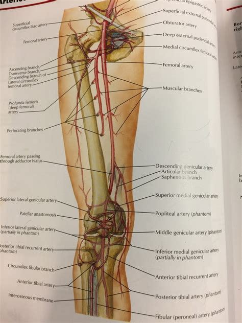 Leg Arteries Diagram Quizlet