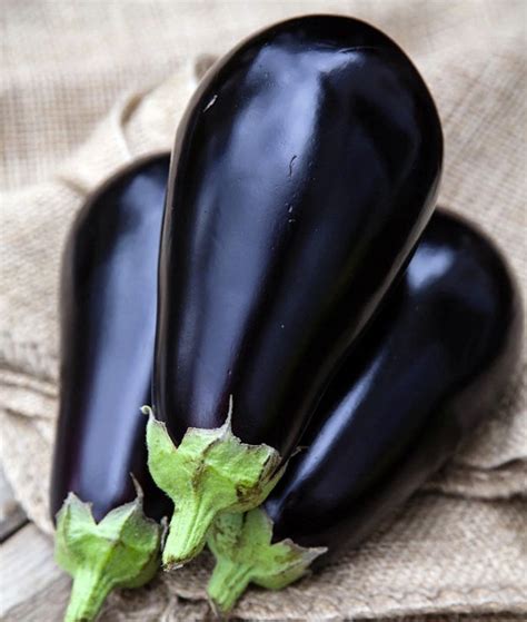Bulk Black Beauty Eggplant Seeds Solanum Melongena Sm011c Etsy