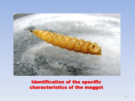 Ppt Forensic Entomology Powerpoint Presentation Free Download Id
